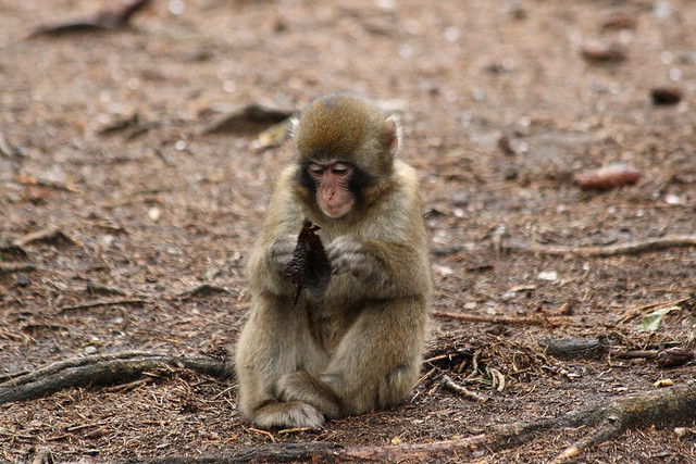 Play linked to sluggish growth in infant monkeys – but should humans ...